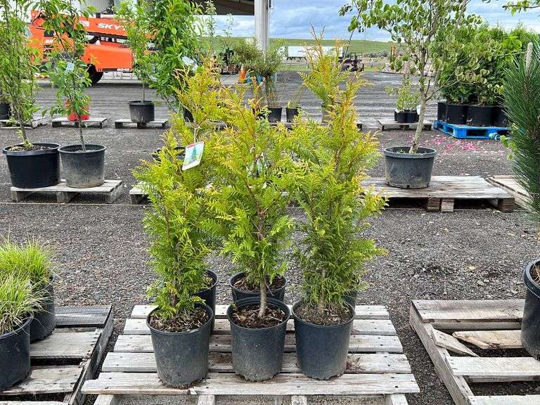 Northern Spire Western Red Cedar - Booker Auction Company