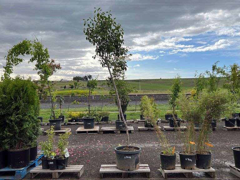 Semi Dwarf Ruby Mac Apple Tree - Booker Auction Company