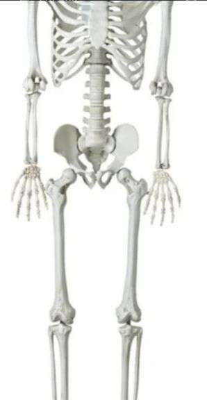 New Halloween 5.4FT Life-Size Skeleton, Posable Full Body Skeleton ...