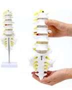 New The Lumbar Spine Model, Life-Size Anatomical Model of The Lumbar ...