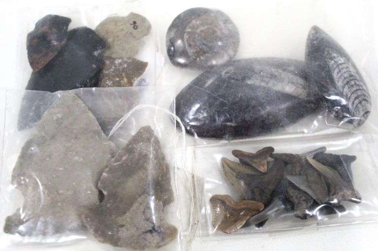 Collection of Native American Arrowheads / Fossils / Shark Teeth. 4 ...