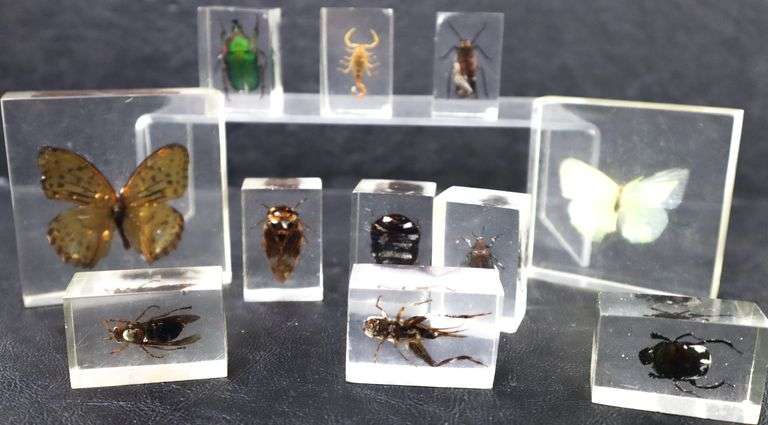 Collection of Bugs-Captured in Acrylic Resin Blocks - Bunting Online ...