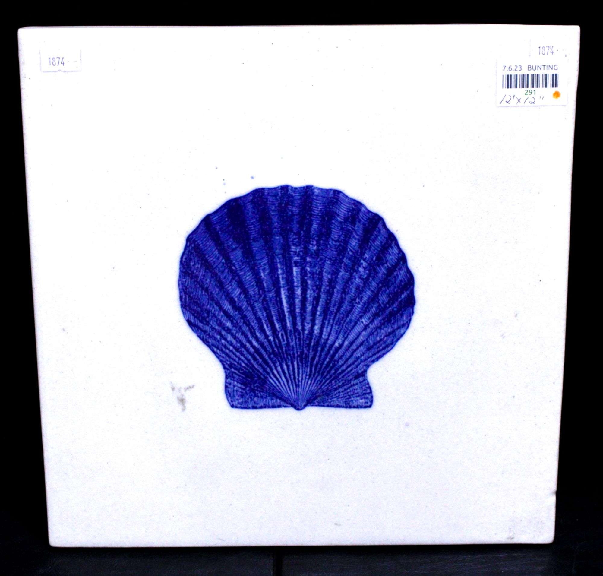 Blue Scallop Shell