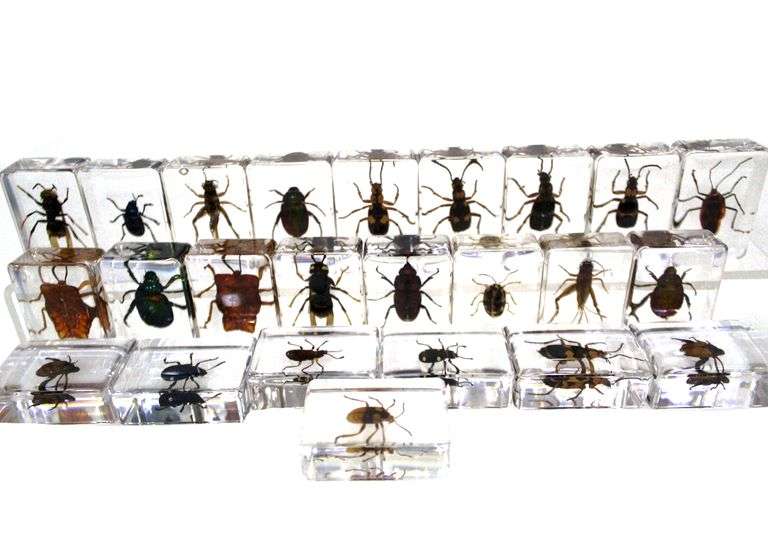 Bugs Insects Collection Captured in Clear Resin Blocks. 24 Items ...