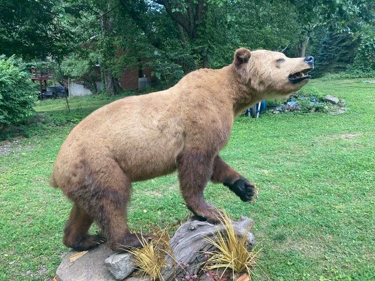 Brown Bear Full Body Taxidermy Mount. 56" Tall and over 5' in Length ...