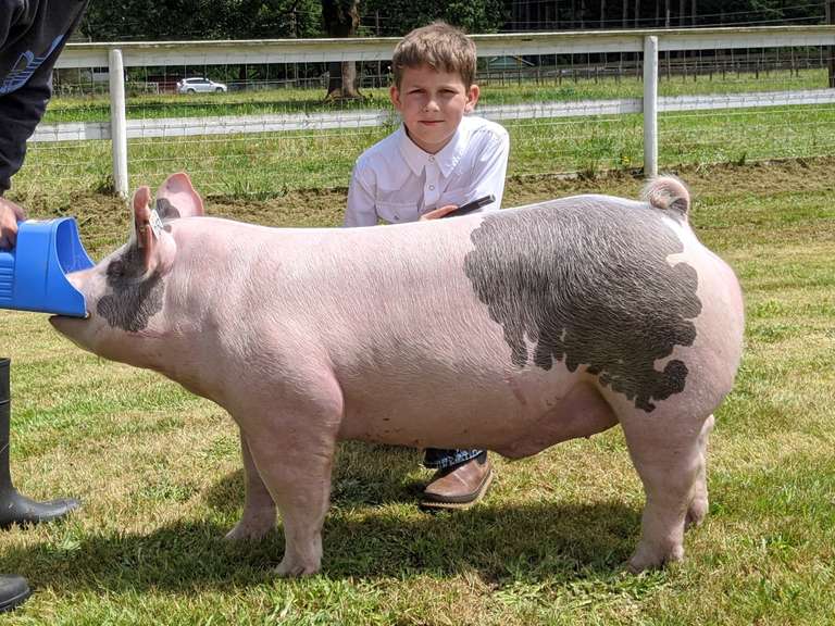 Wyatt Wheeler Hogs R Us 4-H Club - Breeders World