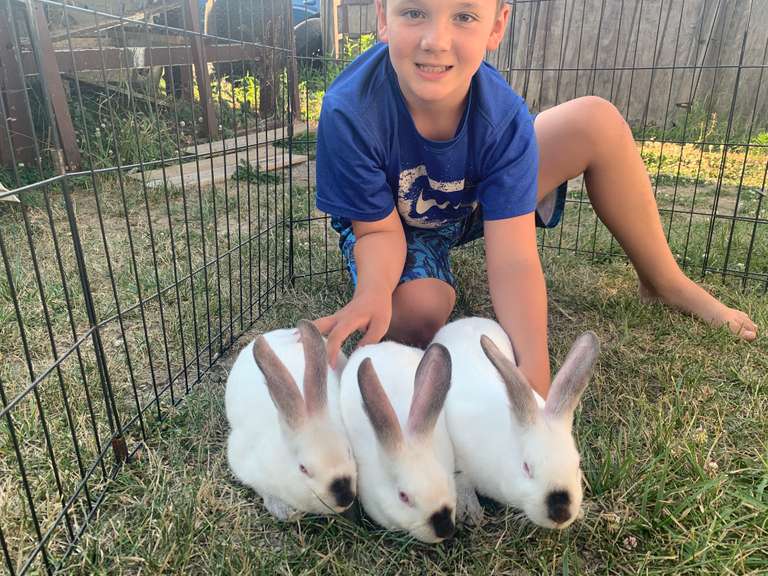 Landon Porter Country Crew 4-H Club - Breeders World