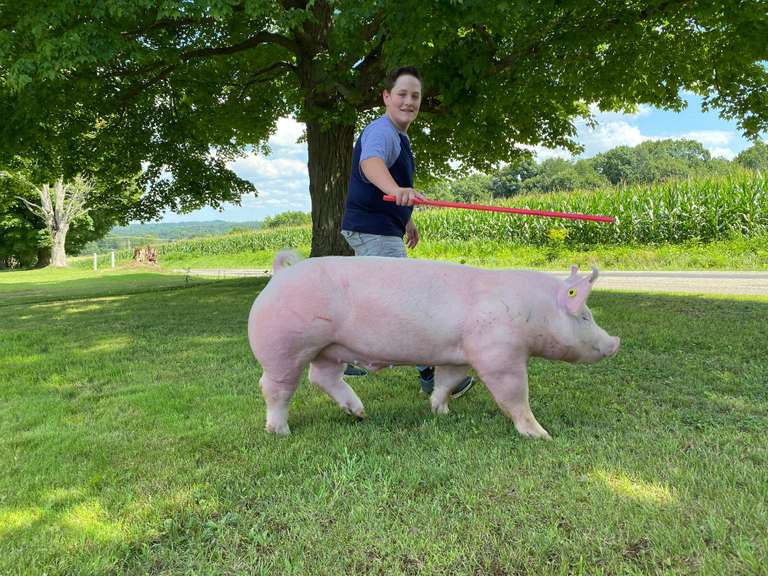 Gregory Klink Bodacious Bunnies & Superior Swine 4-H Club - Breeders World