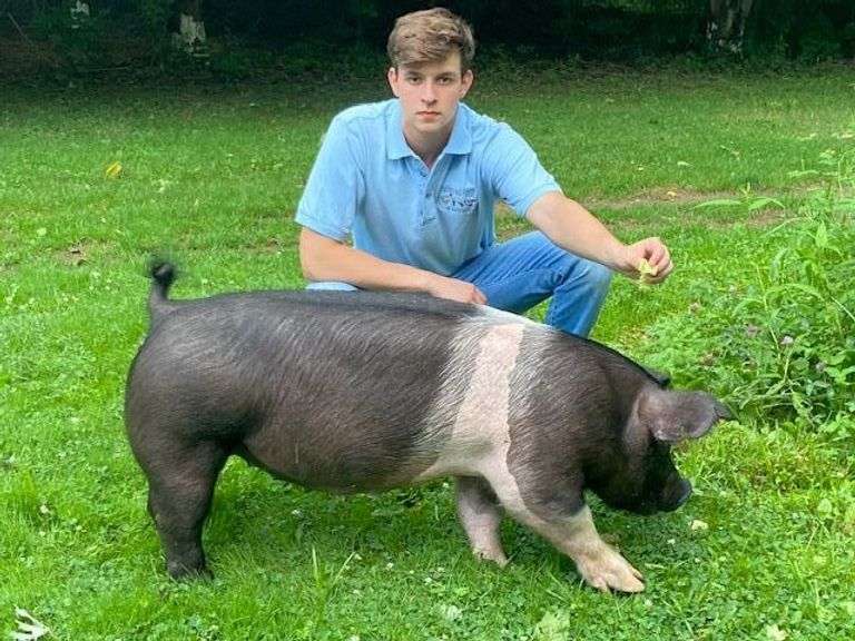 Gabe Wolf Feathers & Fleece - Breeders World