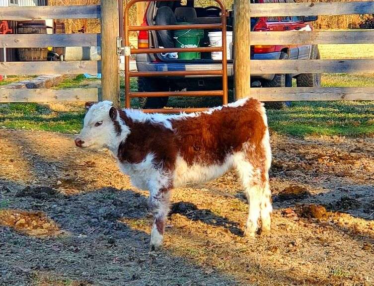 Taylor Colwell Showtime 4-H - Breeders World
