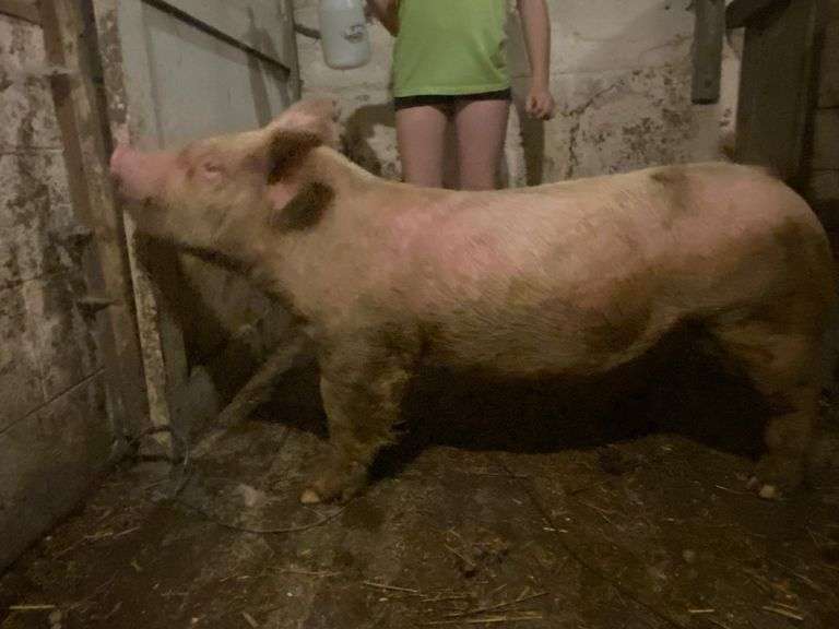 Justice Nelson Farmyard Critters - Breeders World