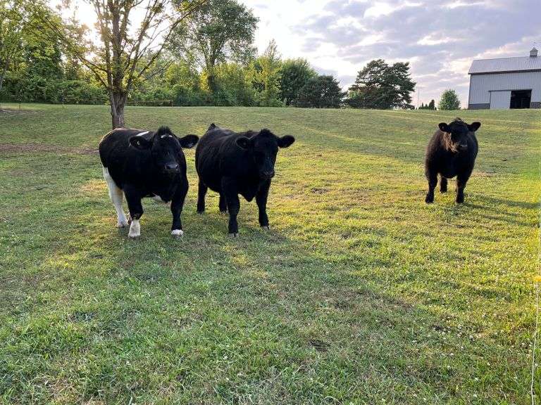Tyler Link Dairy Maids and Gents - Breeders World