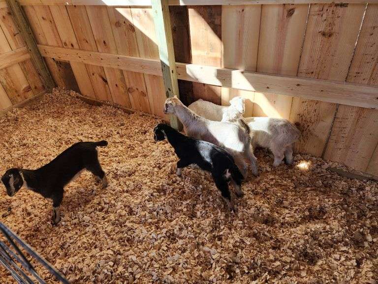 Grayson Peck Republic Rowdy Rednecks - Breeders World