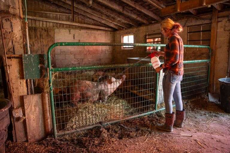 Grace Groot Saddle Lites 4H Club - Breeders World