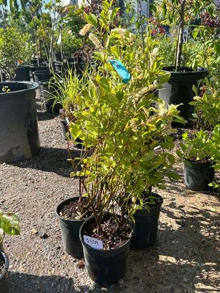 3) Merlot Sweetspire - Prime Time Auctions, Inc.