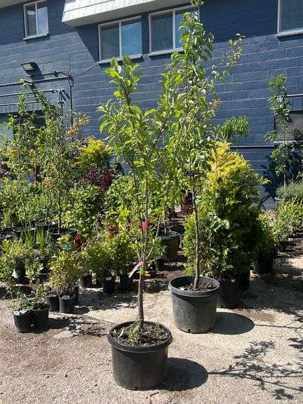 Three Combo Peach Tree - Prime Time Auctions, Inc.