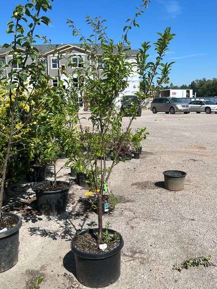 Three Combo Peach Tree - Prime Time Auctions, Inc.