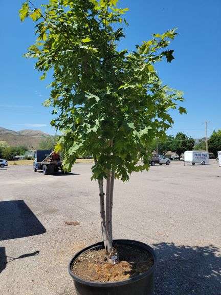 Tall Columnar Dwarf Sugar Maple Tree - Prime Time Auctions, Inc.