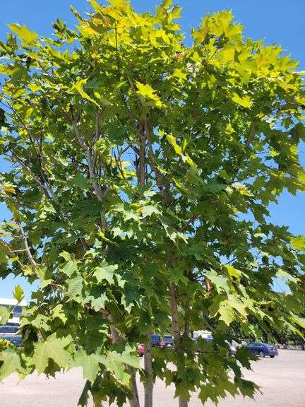 Tall Columnar Dwarf Sugar Maple Tree - Prime Time Auctions, Inc.
