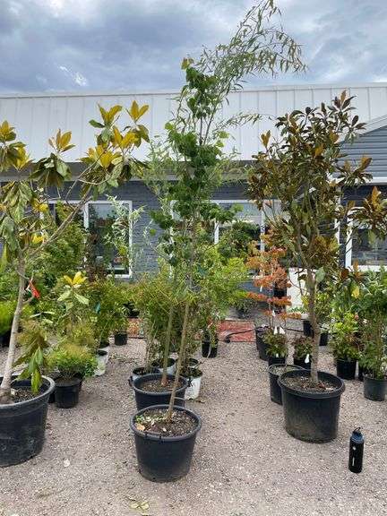 Greenspire Linden - Prime Time Auctions, Inc.