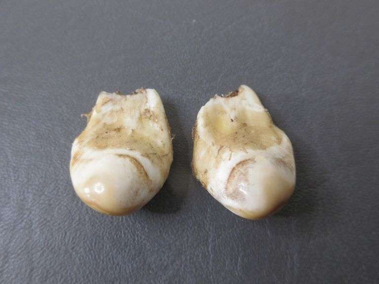 Ivory Elk Teeth - Prime Time Auctions, Inc.