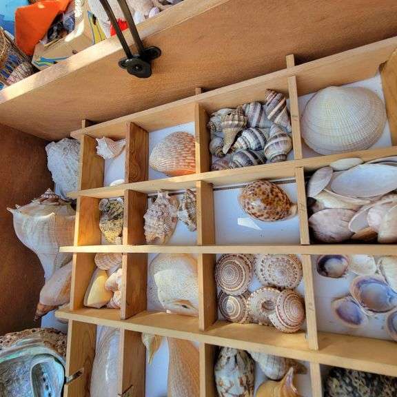 Vintage Sea Shell Collection (D) - Colorado Premier Realty & Auction ...