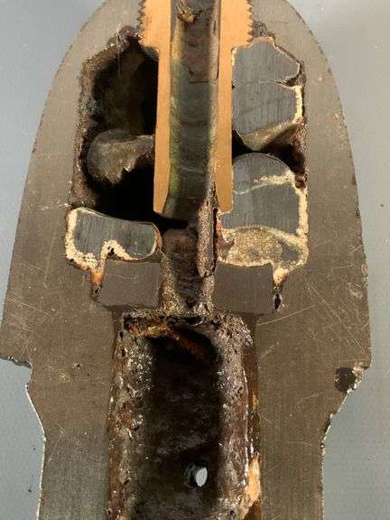 Cross Section of Hotchkiss Shell, Cut in Half Down Entire Length of ...