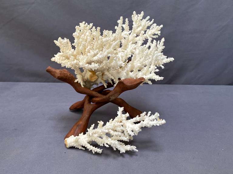 Coral with Wooden Stand Display (Piece Broken off looks like previously ...