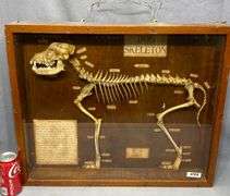 Vintage dog skeleton school project anatomical display - Dixon's ...