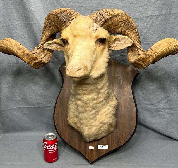 Taxidermy head mount - Dixon's Auction at Crumpton