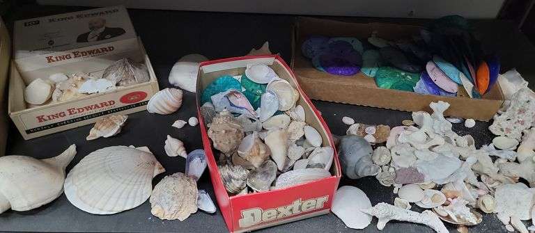 Lot of Seashells, Shells etc - Dixon's Auction at Crumpton