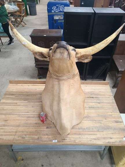 Impressive large taxidermy bull mount - Dixon's Auction at Crumpton
