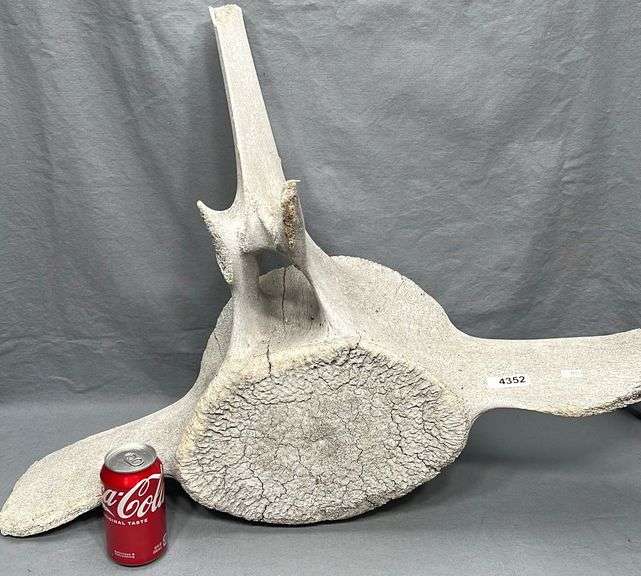 Fossilized whale vertebrae - Dixon's Auction at Crumpton