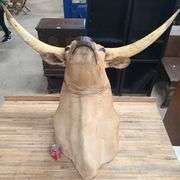 Impressive large taxidermy bull mount - Dixon's Auction at Crumpton