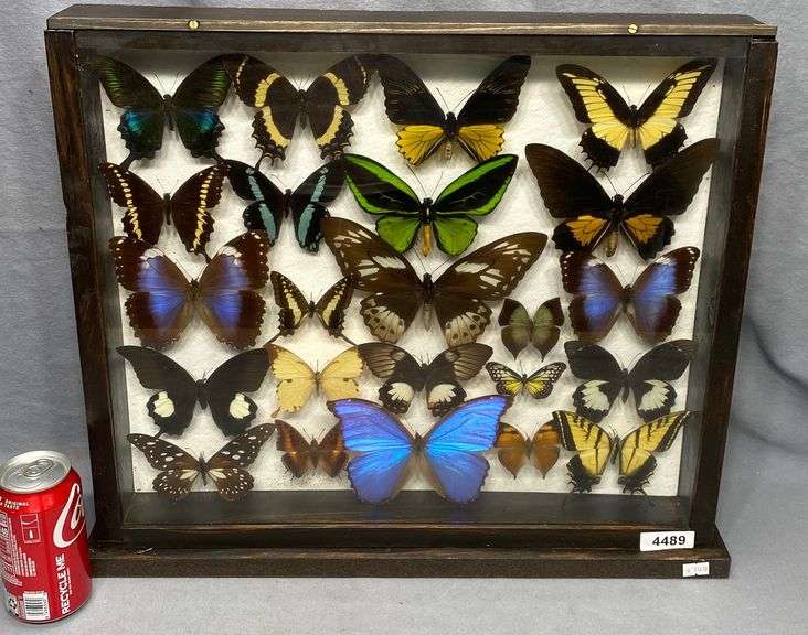 Taxidermy Butterfly Mounts In Case - Dixon's Auction at Crumpton