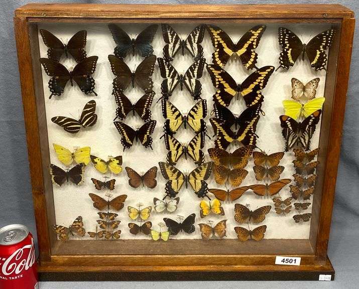 Taxidermy Butterfly Mounts In Case - Dixon's Auction at Crumpton