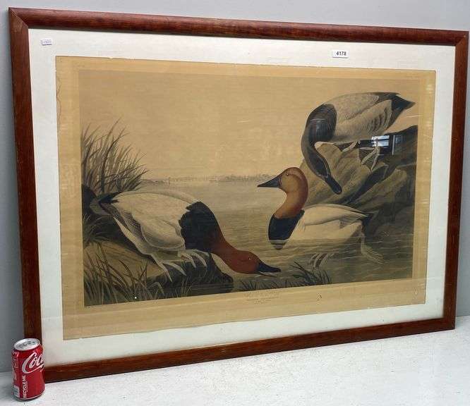 Antique Audubon Print Of Canvas Back Ducks - Dixon's Auction at Crumpton