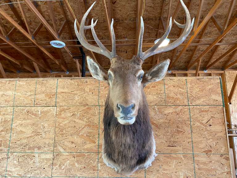 Wall Mounted Elk Head Estate Details