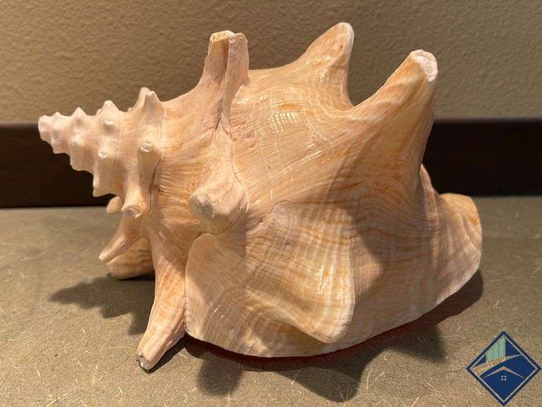 9” Conch Shell & 7” Nautilus Shell - Estate Details