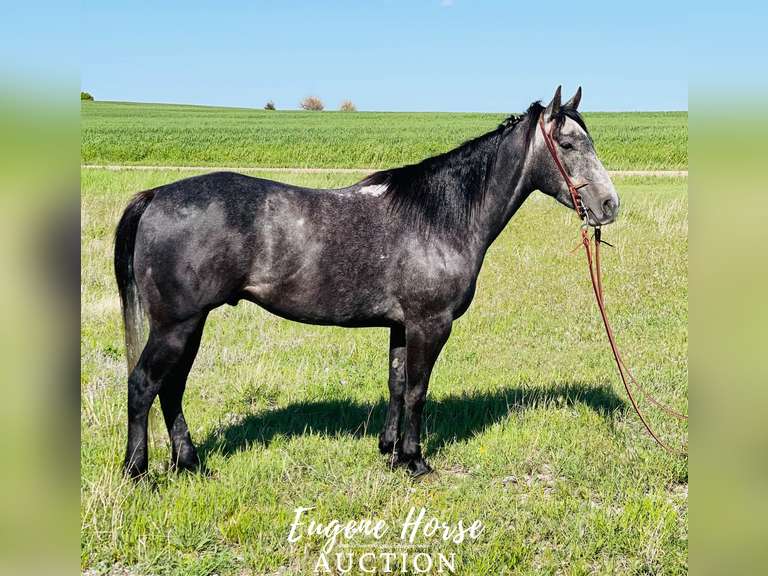 Hancock Red 2 - 4yr - 14.2hh - Gelding AQHA - Eugene Horse Auction