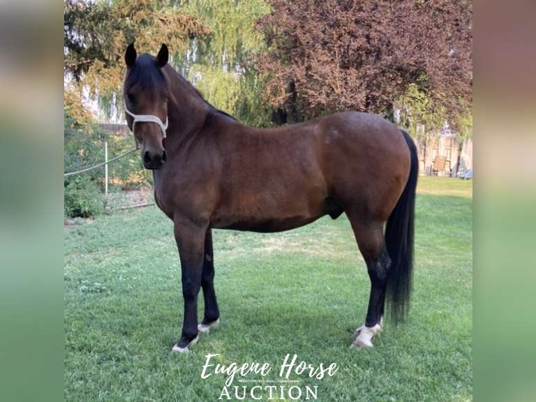Buckaroo Bob - 8yr - 16HH - Gelding - Eugene Horse Auction