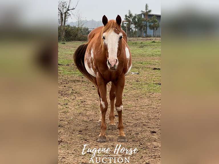 Zippos Sweet Glory - 18yr - 15.2hh - Mare - APHA - Eugene Horse Auction