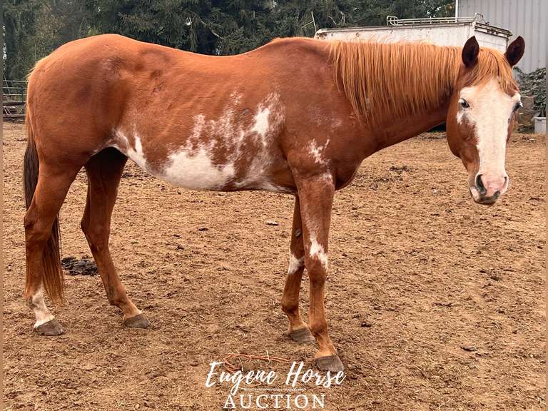 Zippos Sweet Glory - 18yr - 15.2hh - Mare - APHA - Eugene Horse Auction