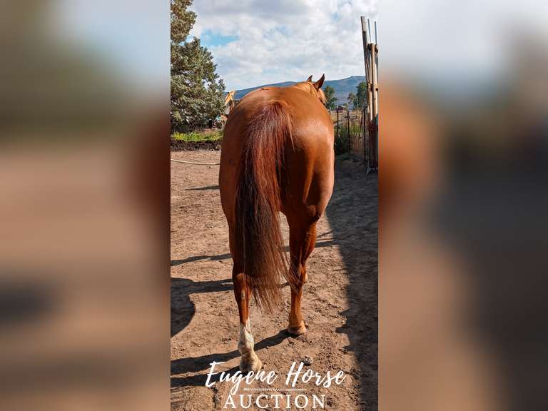 Classy Quixote Chex - 14yr - 14.3HH - Mare AQHA - Eugene Horse Auction