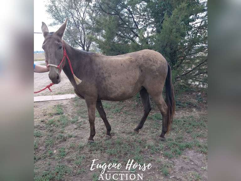 Della - 8yr - 14.2hh - Molly Mule - Eugene Horse Auction