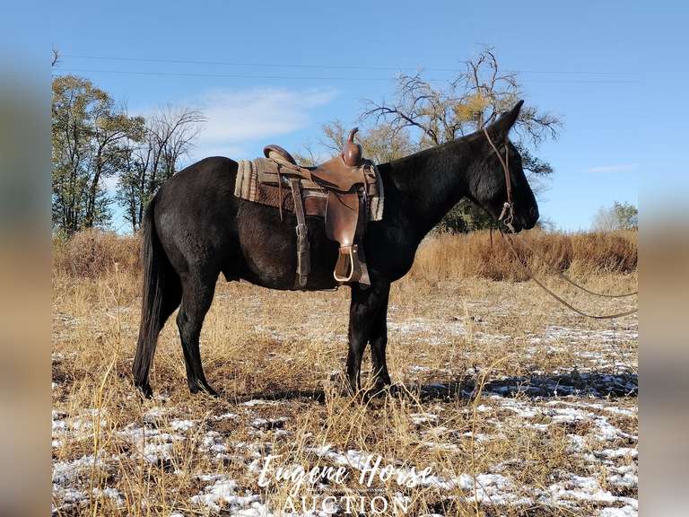 Otis - 7yr - 14.3HH - John Mule - Eugene Horse Auction