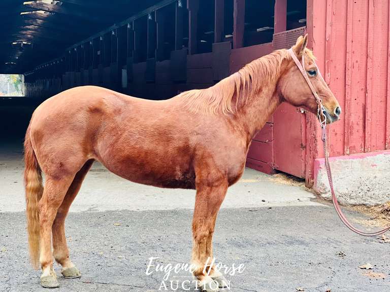 Pepto Pretty Ruby - 14yr - 14hh - Mare - AQHA - Eugene Horse Auction
