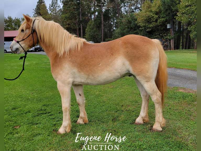 Willy - 12yr - 14.1hh - Gelding - Eugene Horse Auction