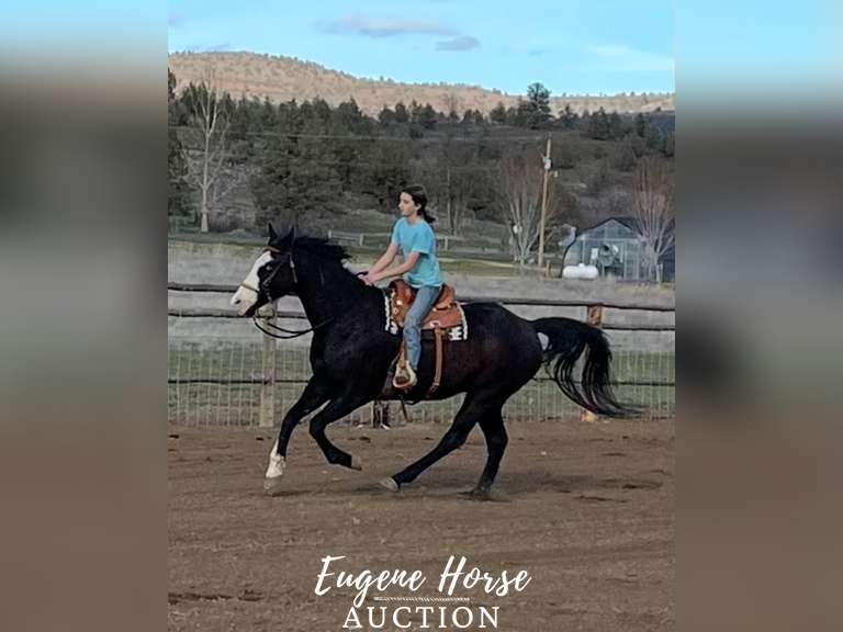 Dream Beyond Realism - 16yr - 16HH - Gelding APHA - Eugene Horse Auction