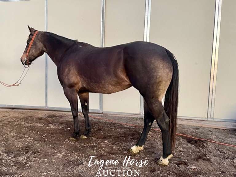 See My Sparks - 10yr - 14.3HH - Mare AQHA - Eugene Horse Auction